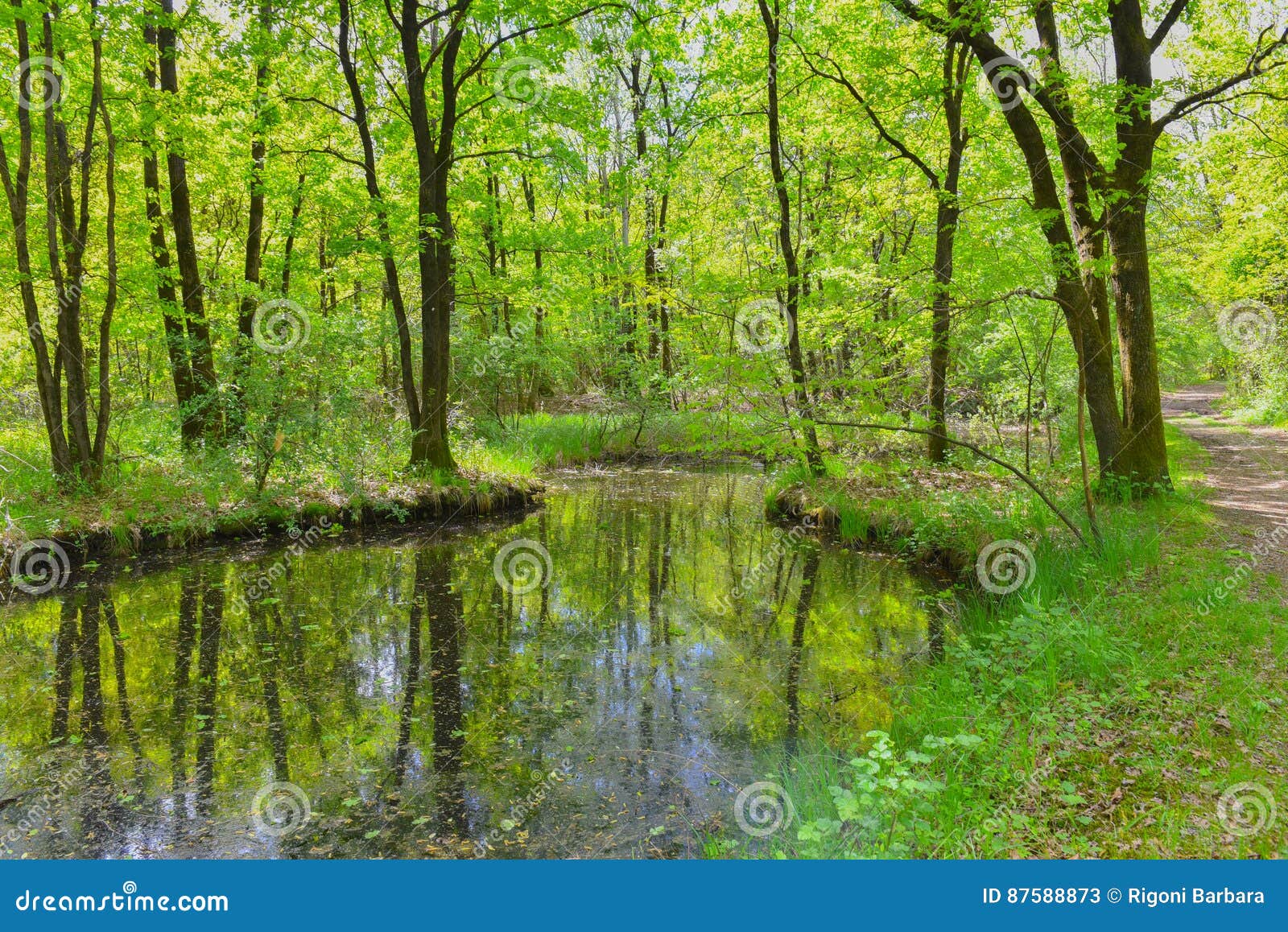 Pond in the woods stock image. Image of plant, swamp - 87588873