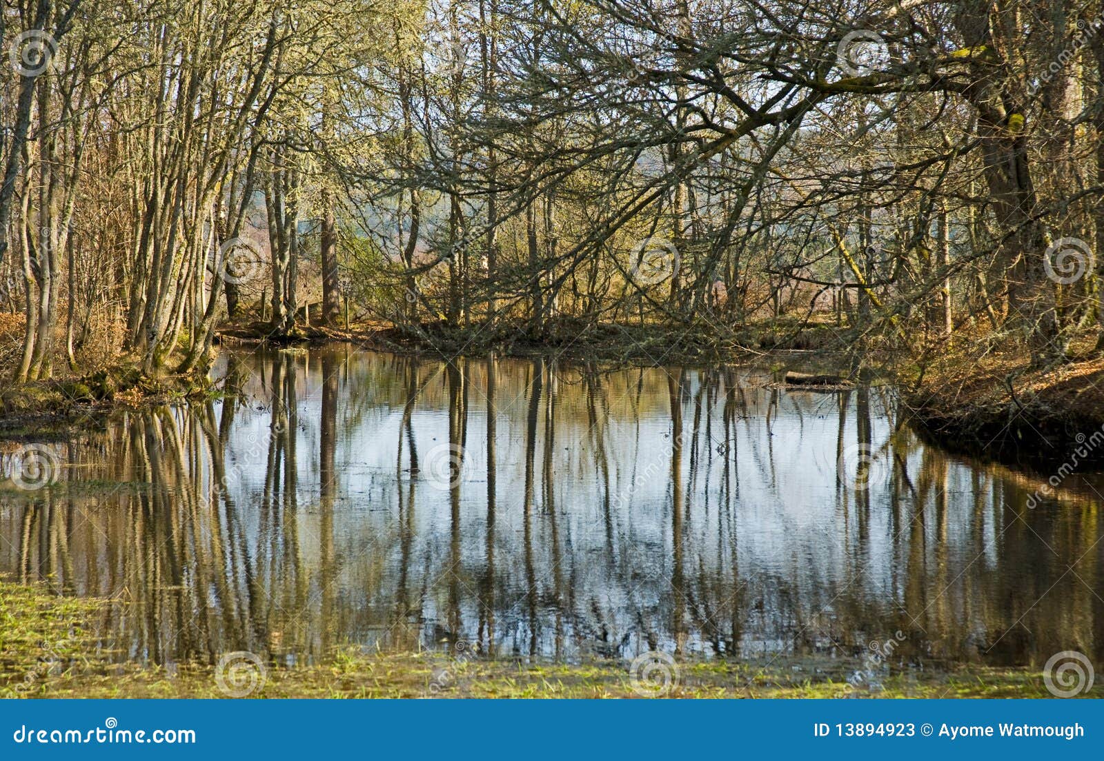 Pond in the Woods in Spring. Stock Image - Image of outdoor, backwater ...