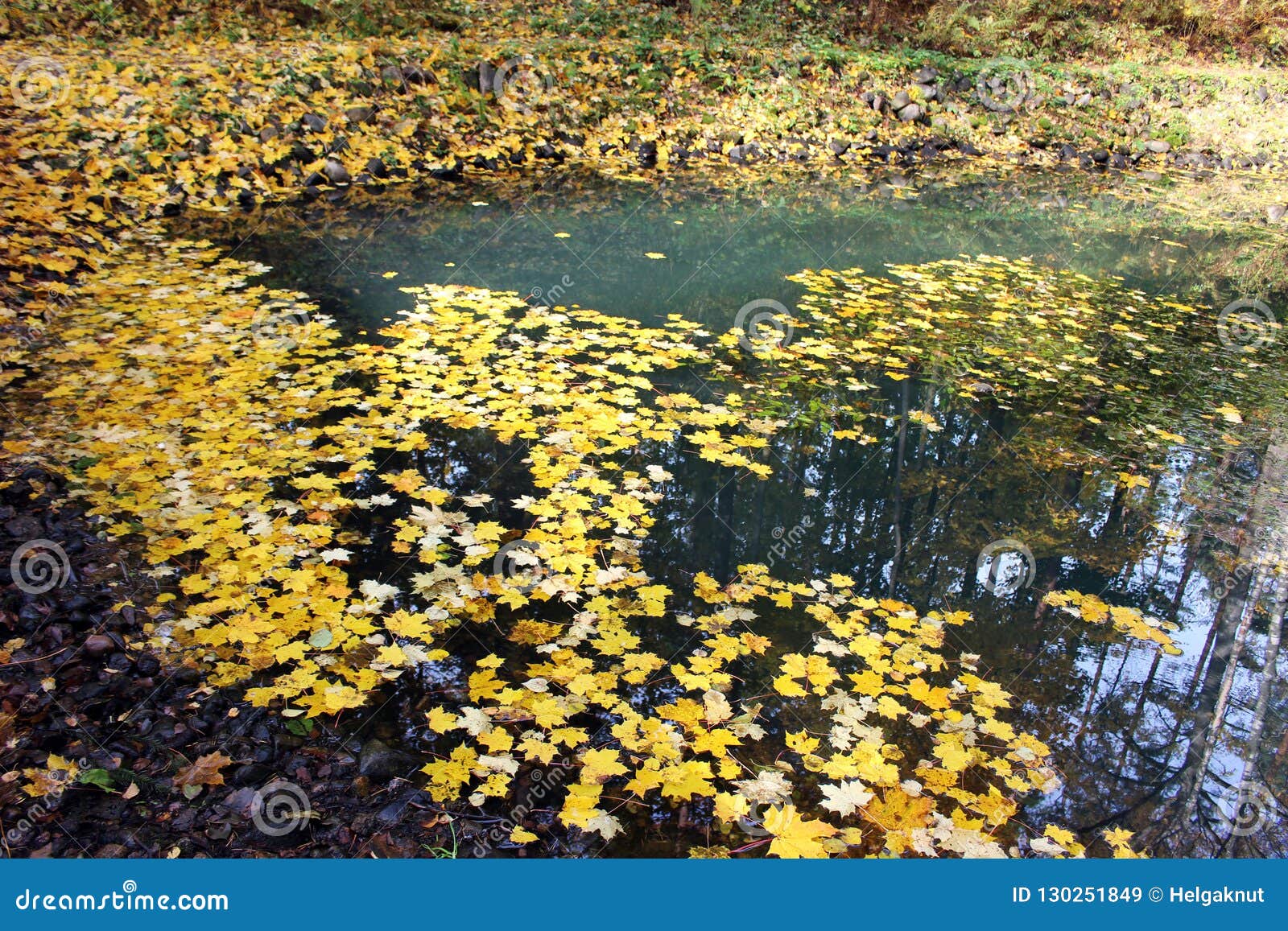 Pond with Yellow Leaves in Autumn Forest Stock Image - Image of season ...