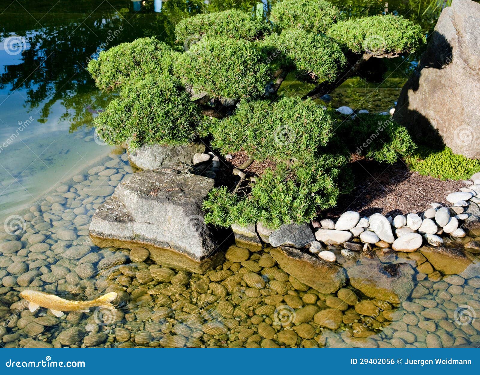 Pond in the zen garden stock photo. Image of buddhism - 29402056