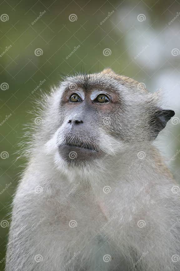 Ponder monkey stock photo. Image of rainforest, small - 7155102