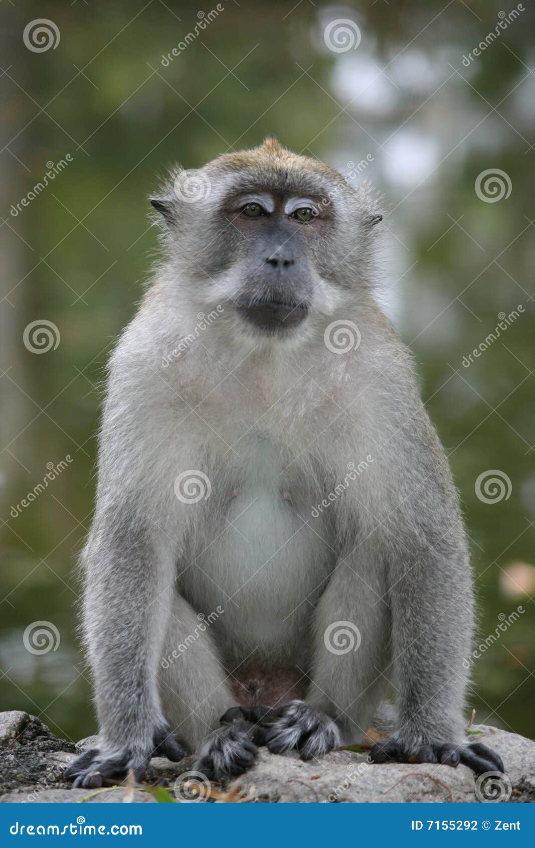 Ponder monkey stock photo. Image of ponder, expressive - 7155292