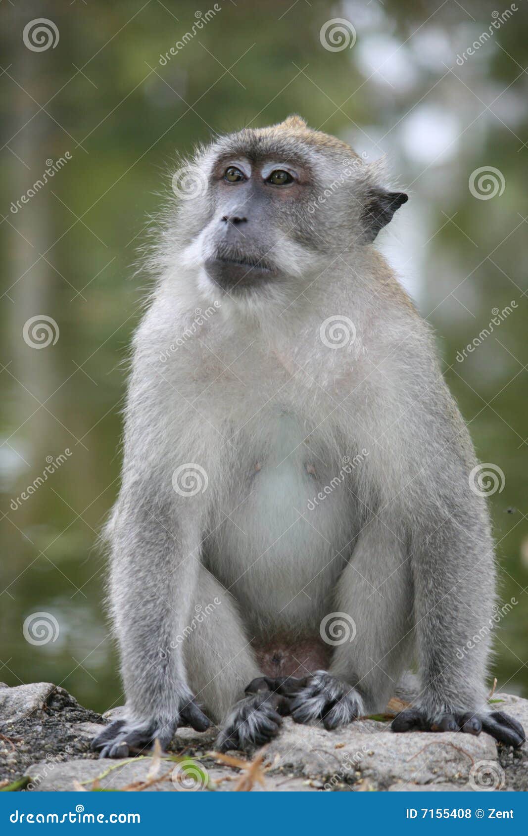 Ponder monkey stock photo. Image of animal, orange, jungle - 7155408