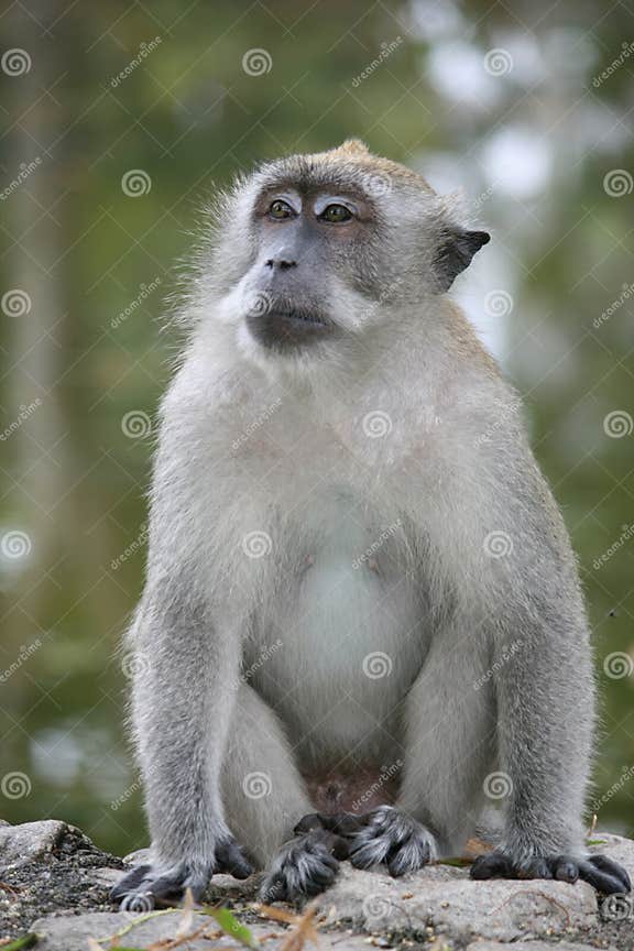 Ponder monkey stock photo. Image of animal, orange, jungle - 7155408