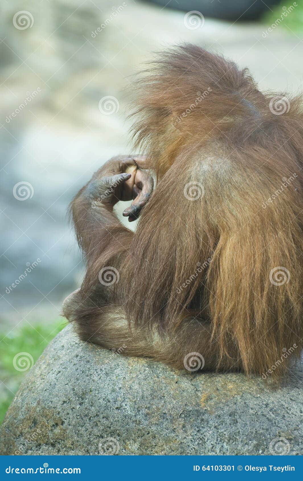 Ponderer baby orangutan. stock image. Image of thinking - 64103301