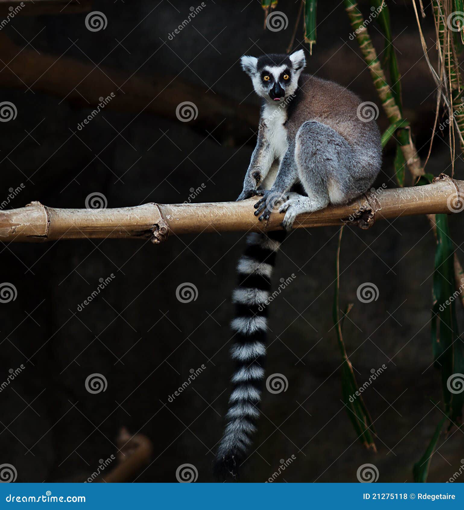 Pondering 3 stock photo. Image of keow, animal, monkey - 21275118
