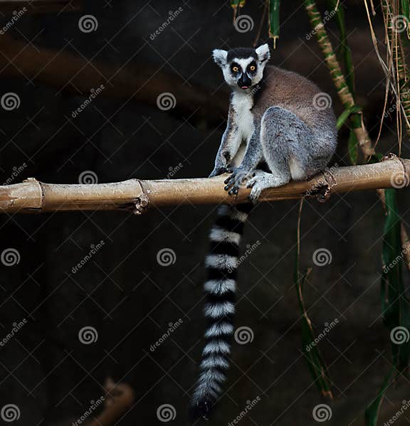 Pondering 3 stock photo. Image of keow, animal, monkey - 21275118