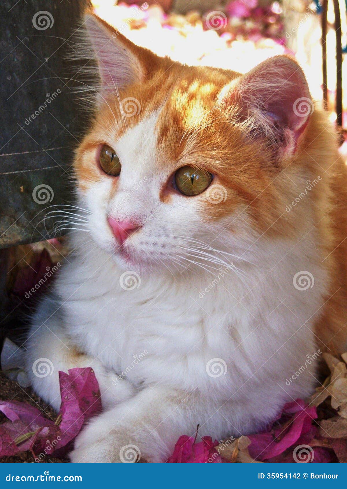Pondering cat stock photo. Image of lovely, feline, kitten - 35954142