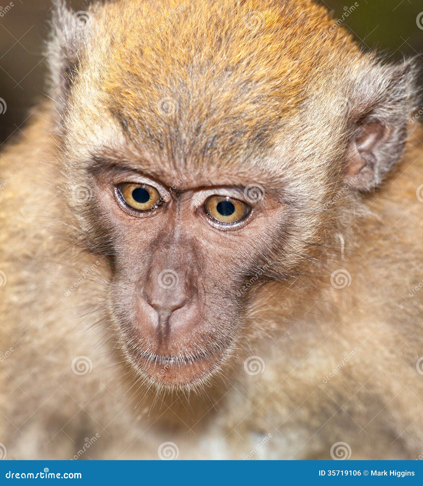 Pondering monkey stock photo. Image of animal, portrait - 35719106
