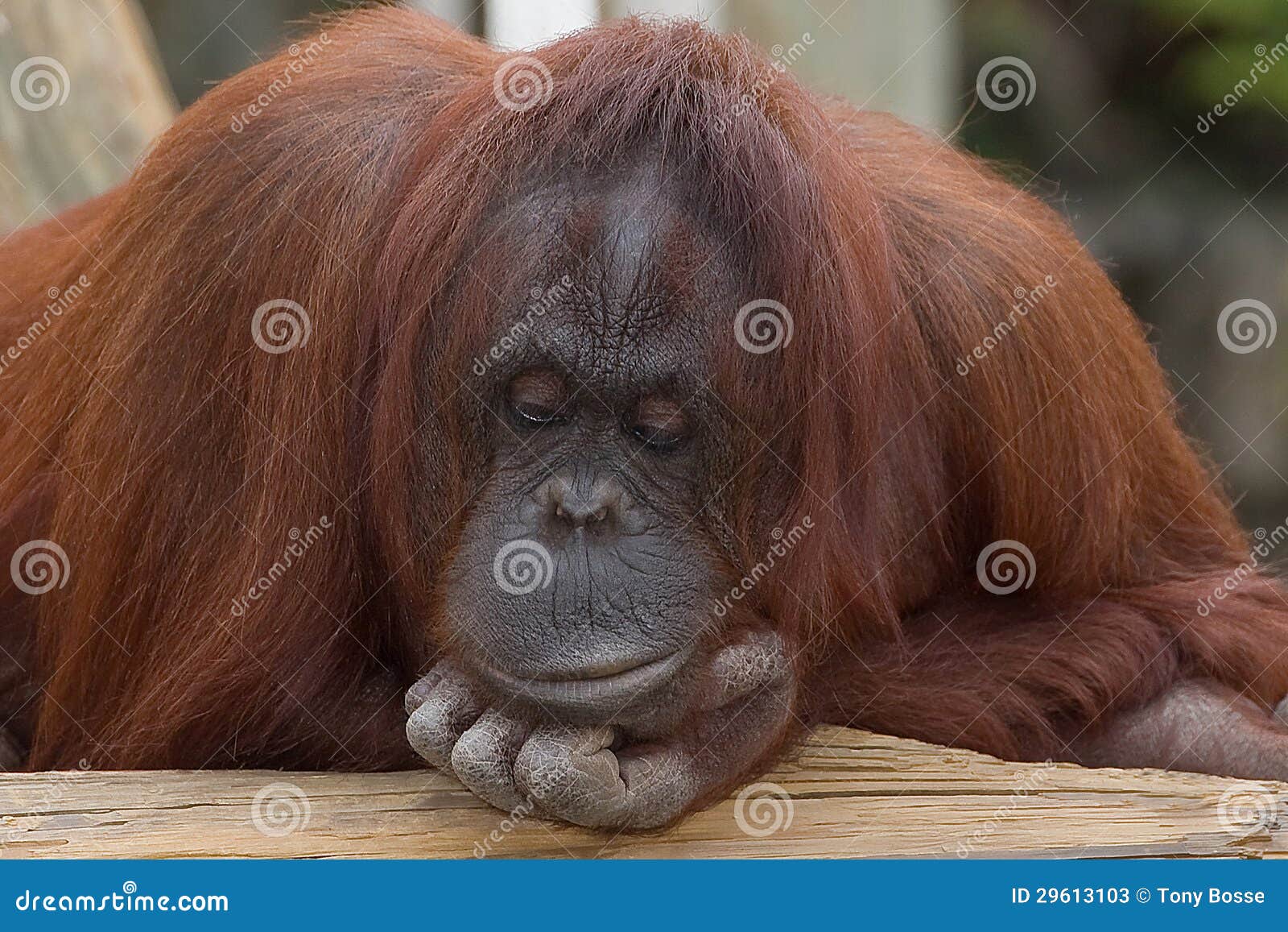 A Pondering Orangutan stock image. Image of primate, thinking - 29613103