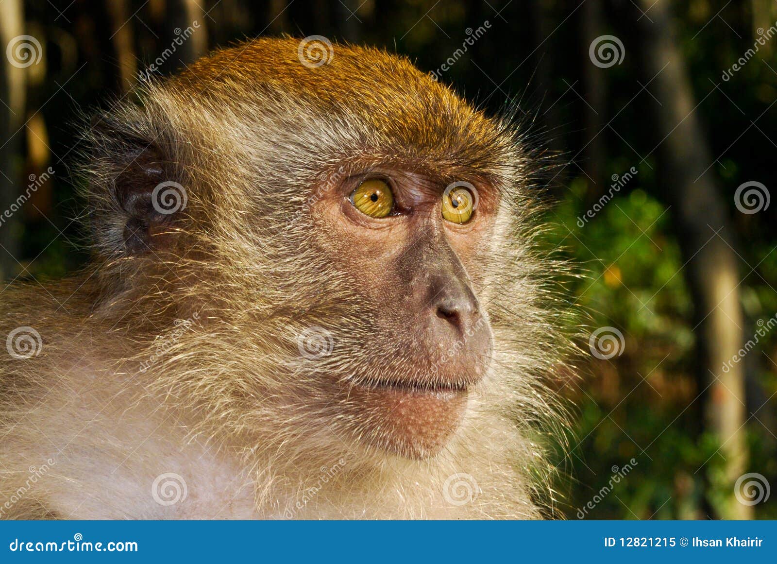 Pondering Primate stock image. Image of head, ponder - 12821215