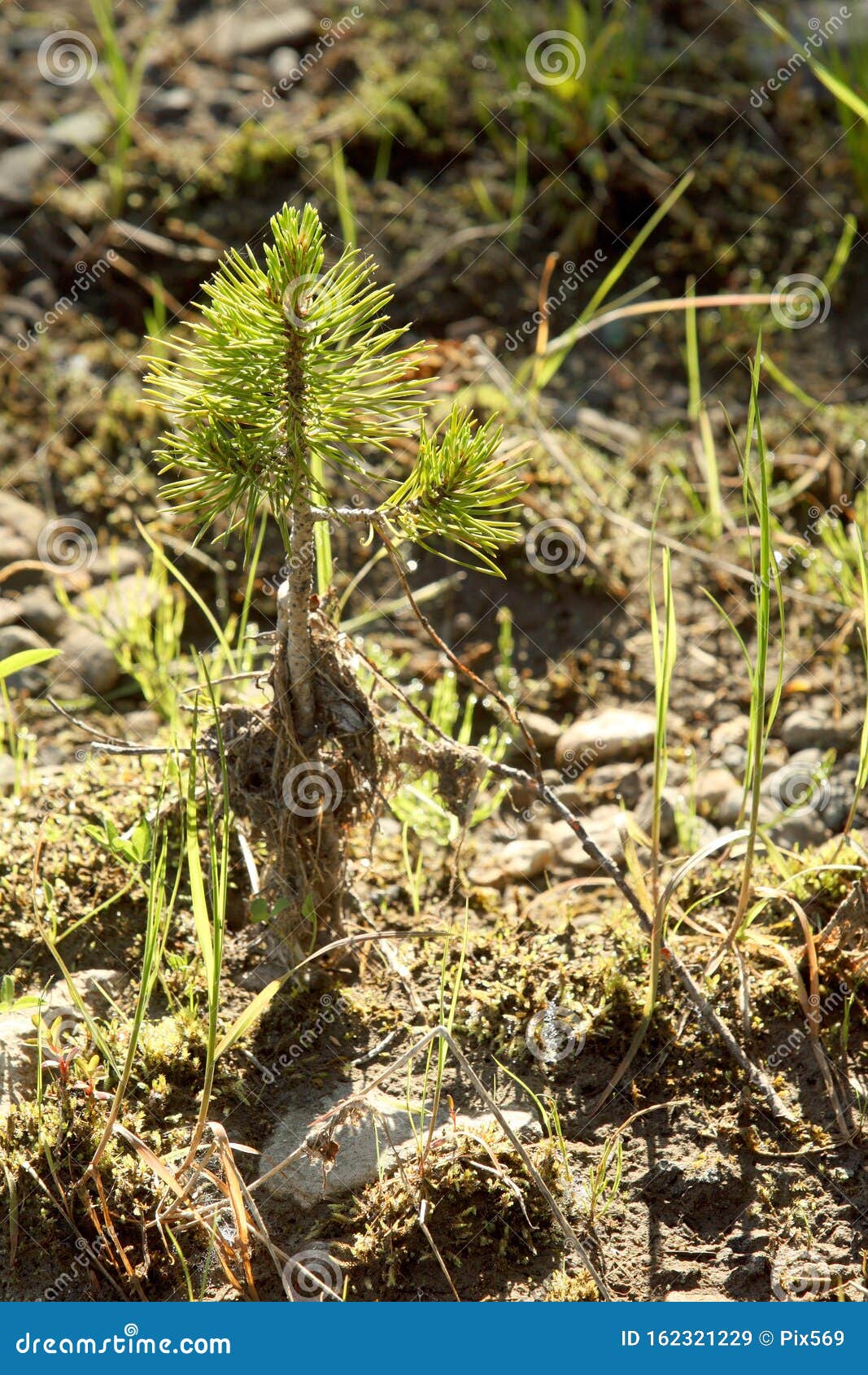 A Ponderosa Pine Seedling Pinus Ponderosa Stock Image - Image of forest ...