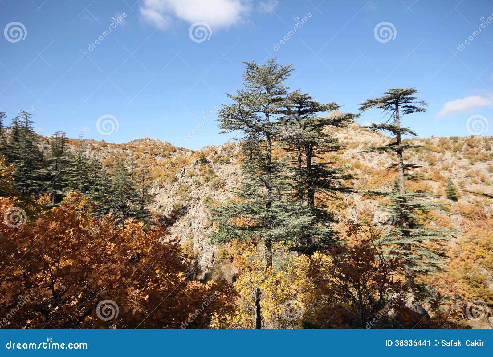 Ponderosa Pine Tree stock image. Image of color, freshness - 38336441