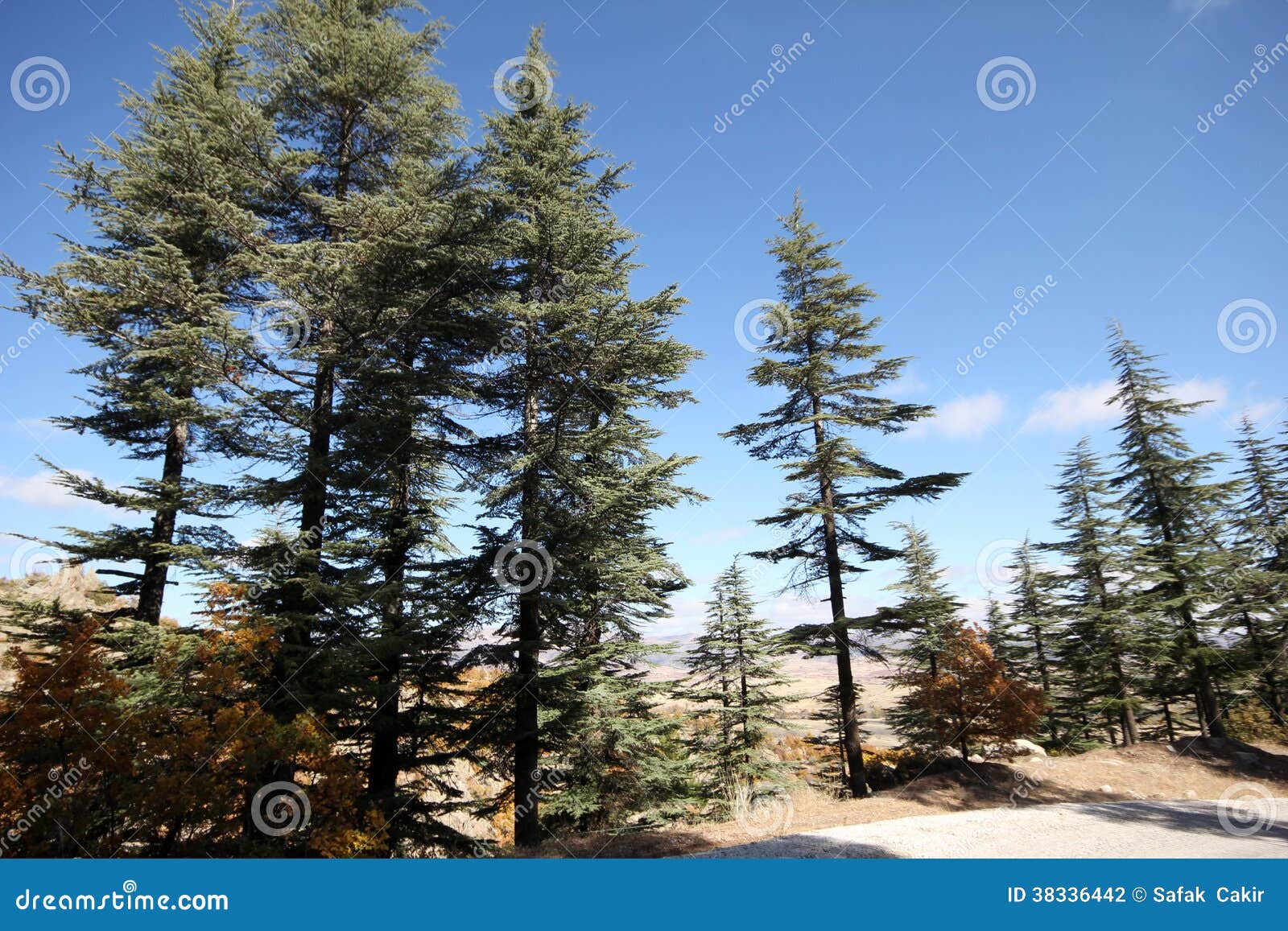 Ponderosa Pine Tree stock photo. Image of morning, cloud - 38336442