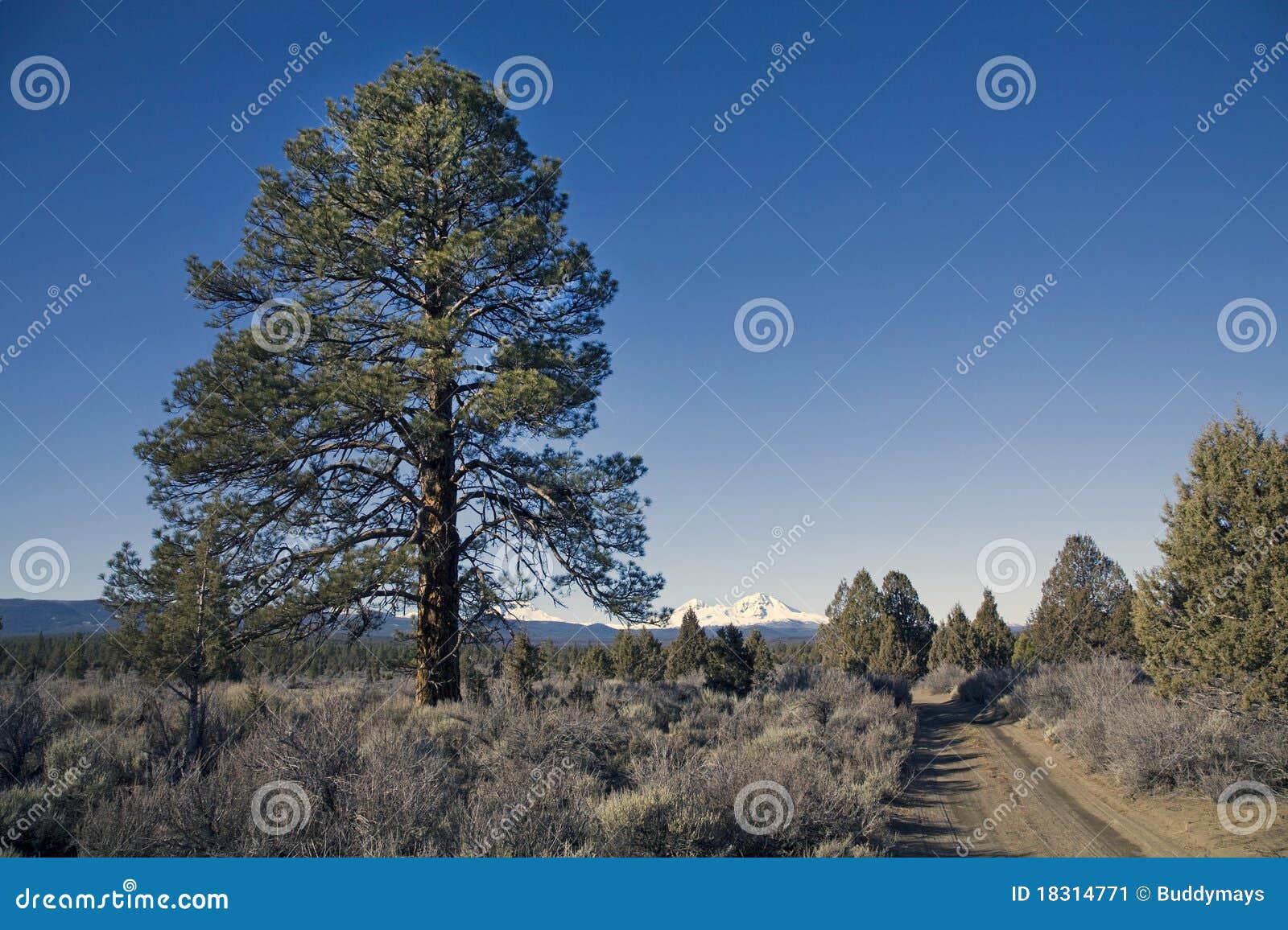 Ponderosa Pine Tree and Dirt Road Stock Image - Image of cascade ...