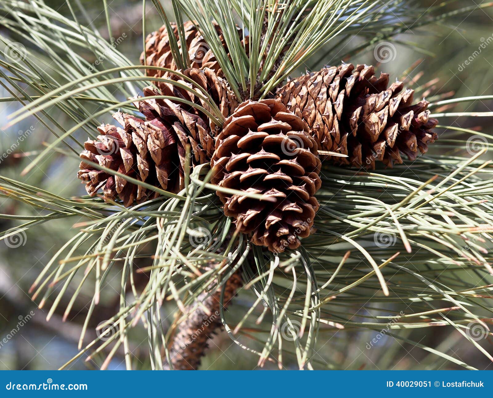 Ponderosa Pine stock image. Image of botany, branch, conifer - 40029051