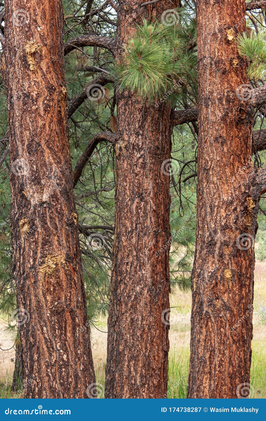 Ponderosa Pines in Central Oregon Stock Image - Image of bark, pine ...
