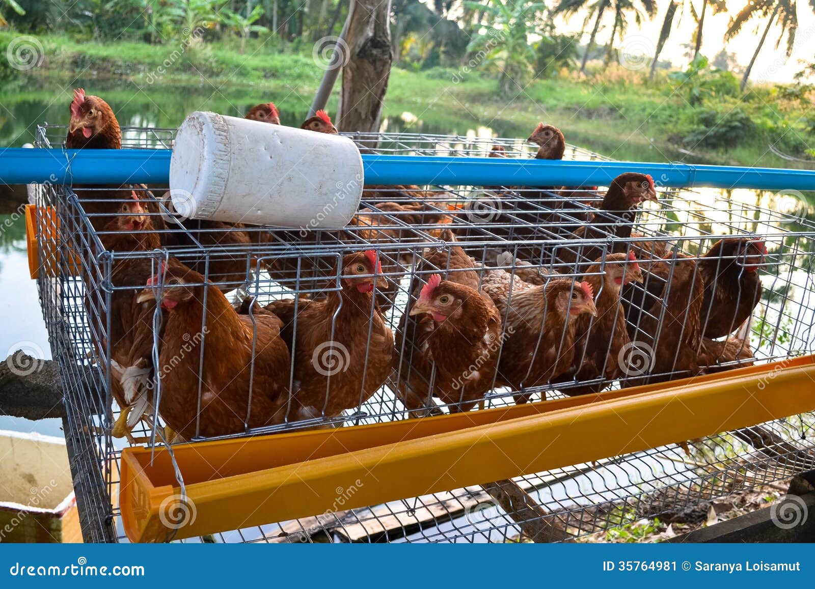 Pondeuse dans la ferme image stock. Image du oiseau, pose - 35764981