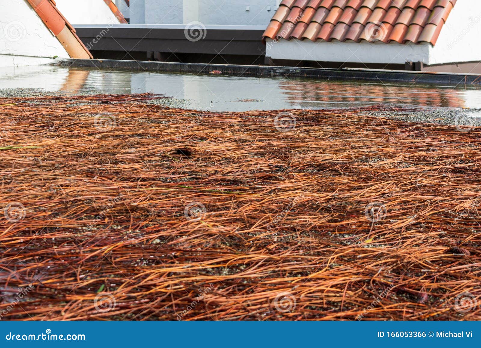 Ponding Water on Flat Roof Covered with Tree Debris after Heavy Rain 库存 ...