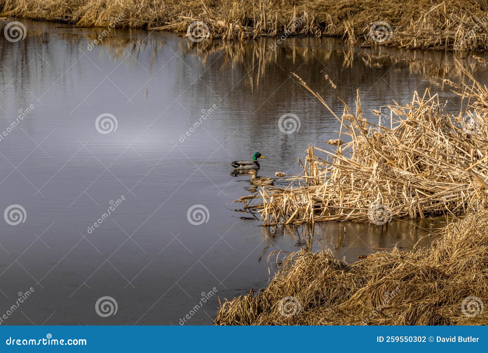 Ponds in the Field Red Deer County Alberta Canada Stock Photo - Image ...