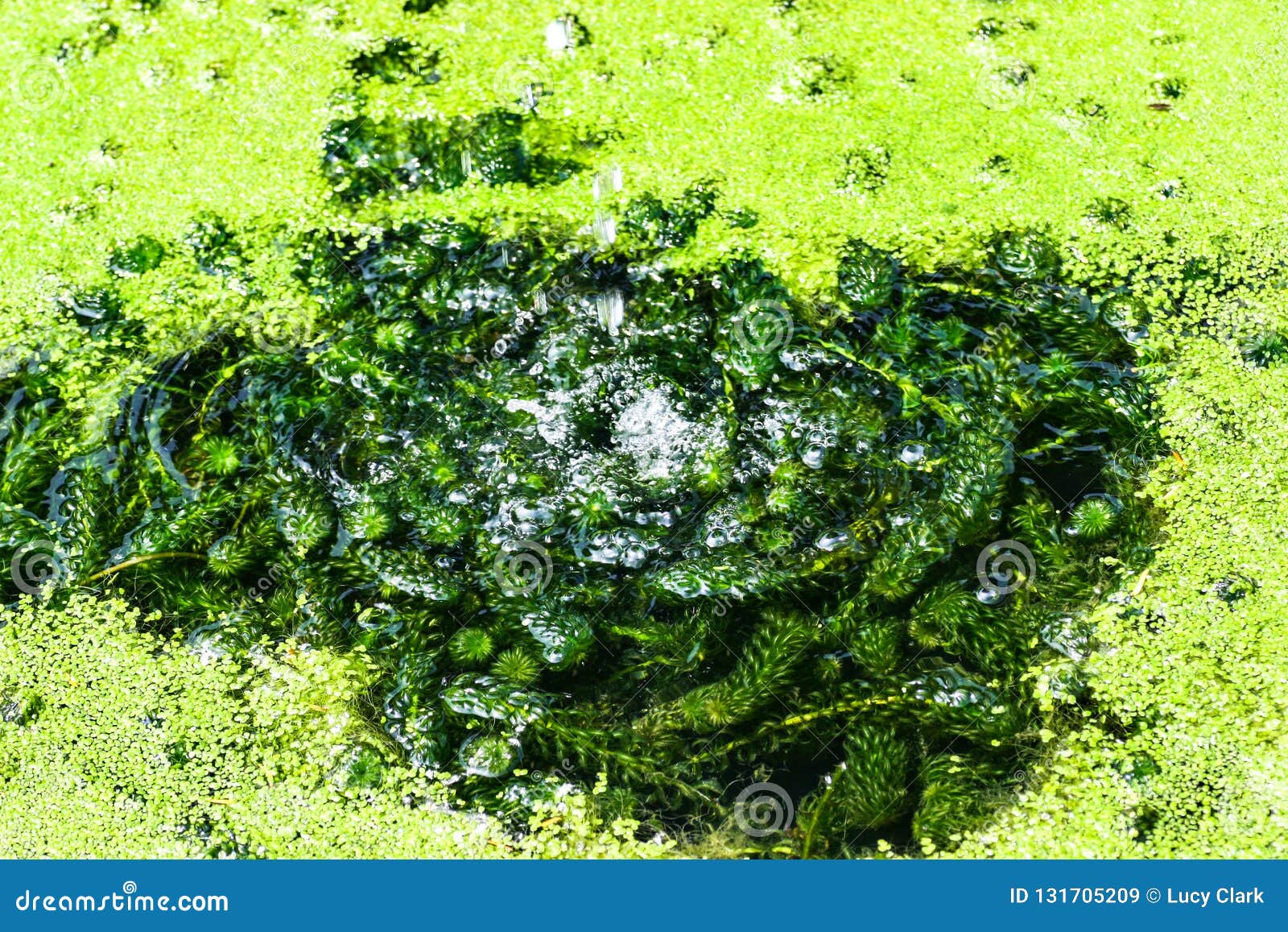 Pondweed stock image. Image of growing, water, green - 131705209