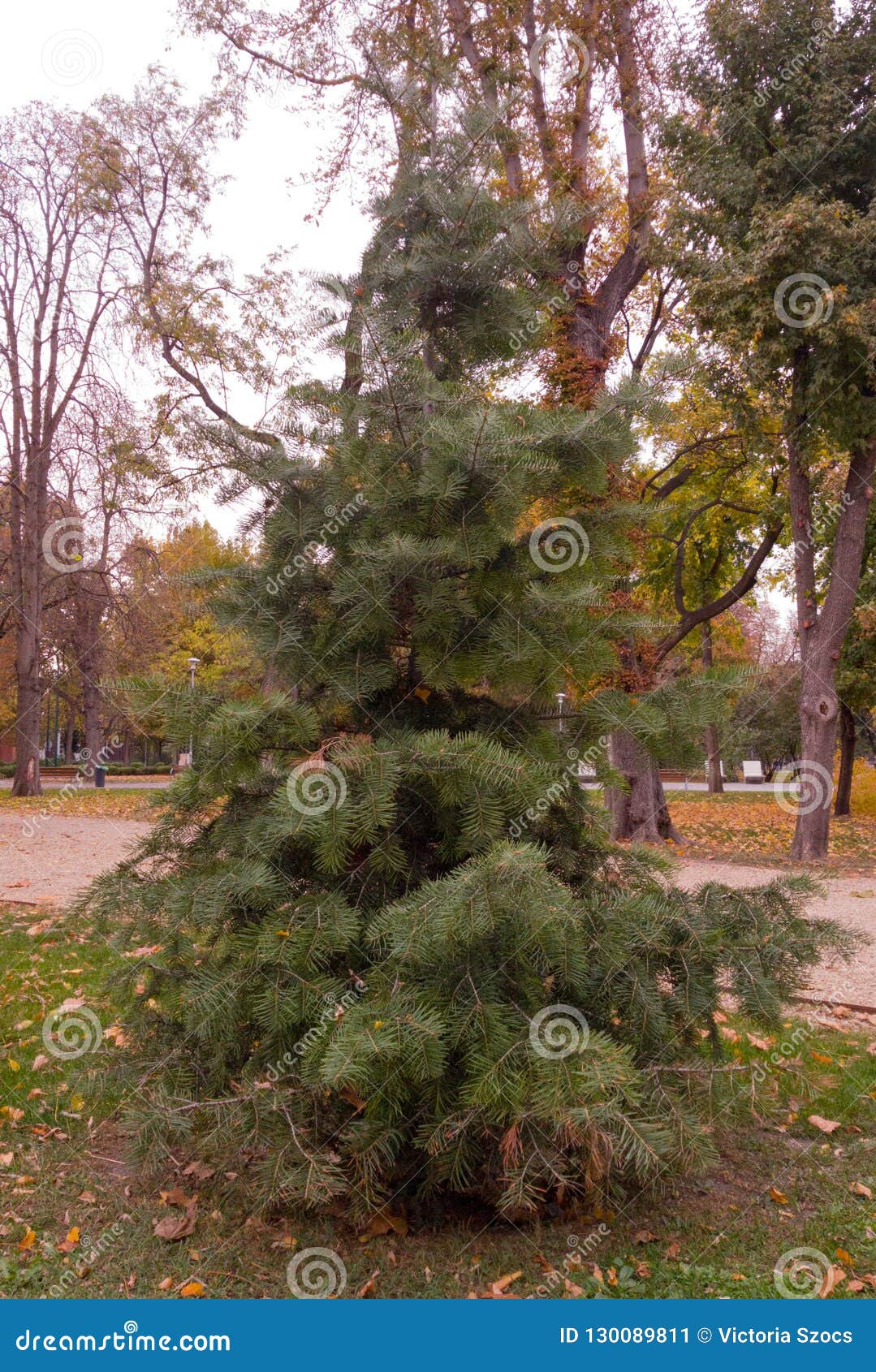 Pine tree stock image. Image of environment, leaf, beautiful - 130089811