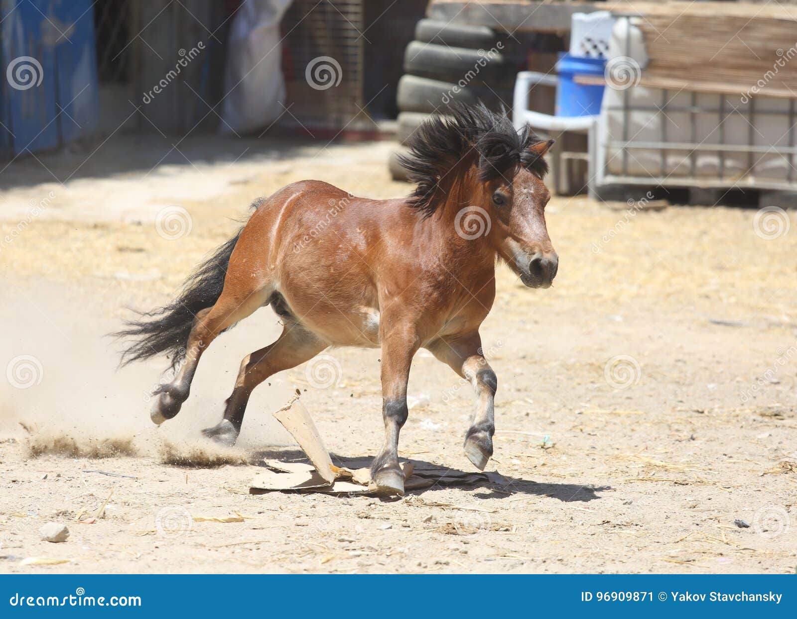 Poney image stock. Image of puissant, garrot, earth, crinière - 96909871