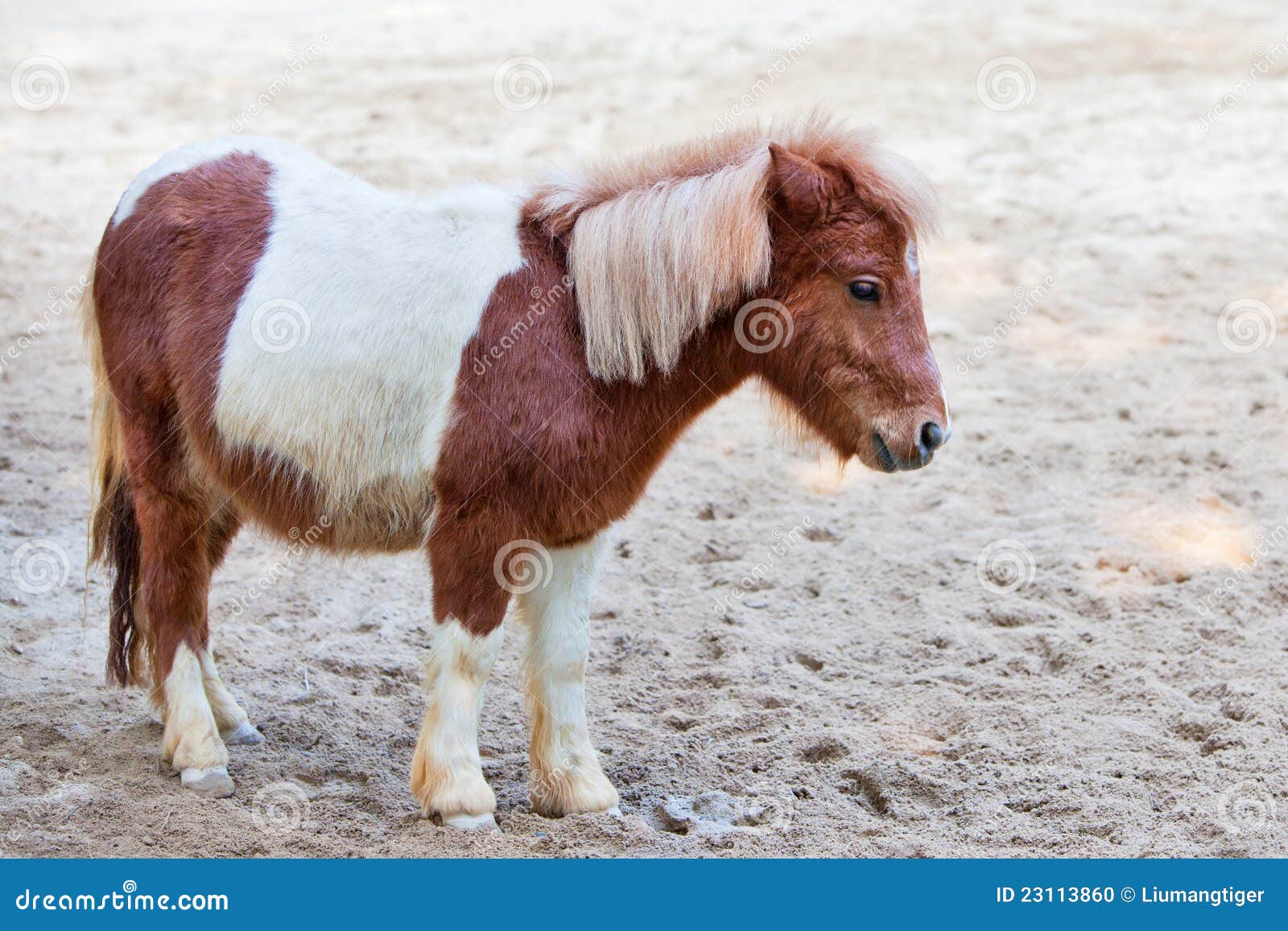 Poney d'îles Shetland photo stock. Image du simple, cheval - 23113860