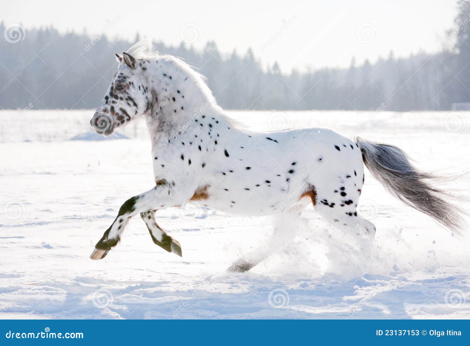 Poney d'Appaloosa image stock. Image du champion, bête - 23137153