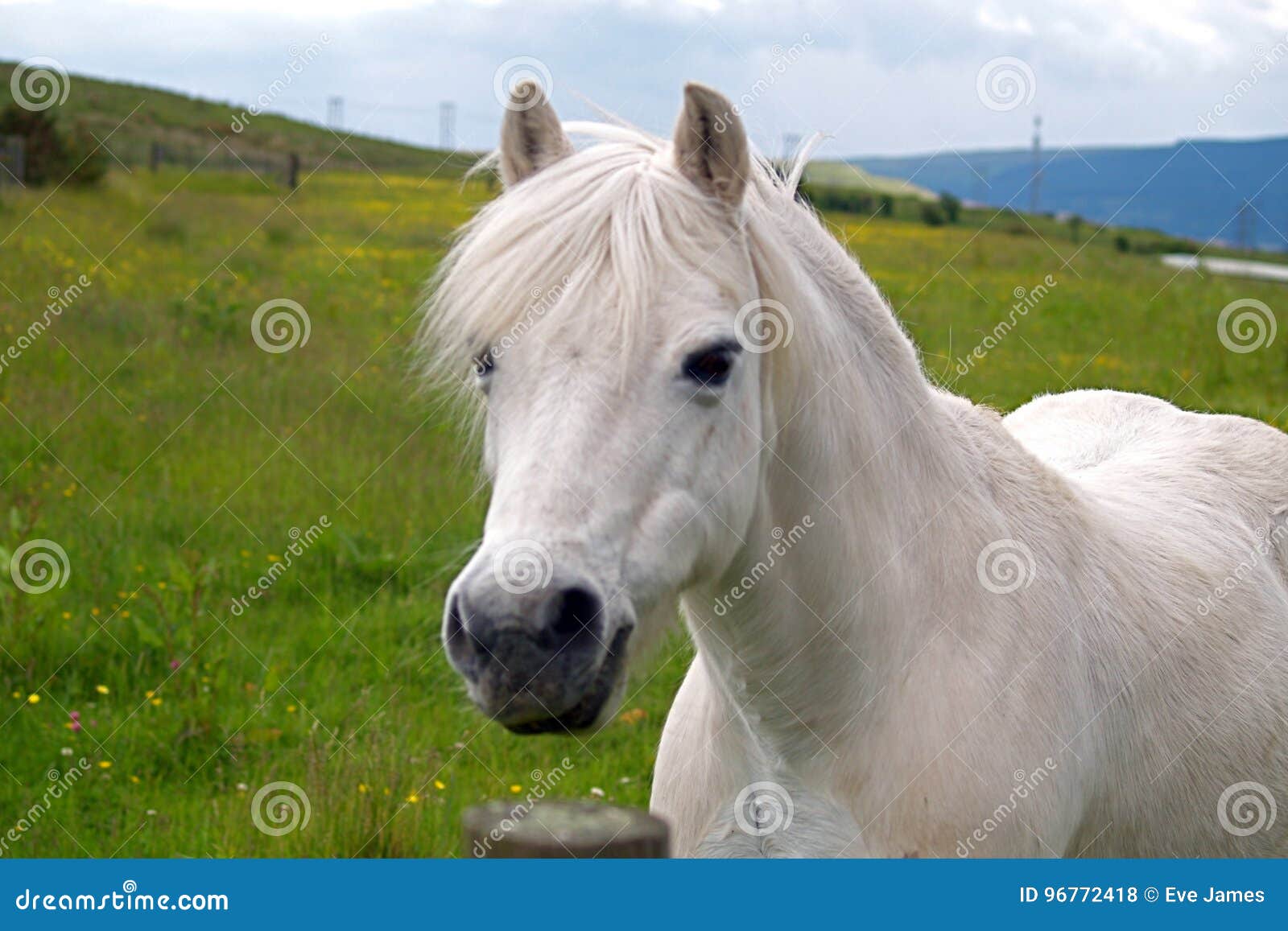 Poney de gallois blanc photo stock. Image du tête, gris - 96772418