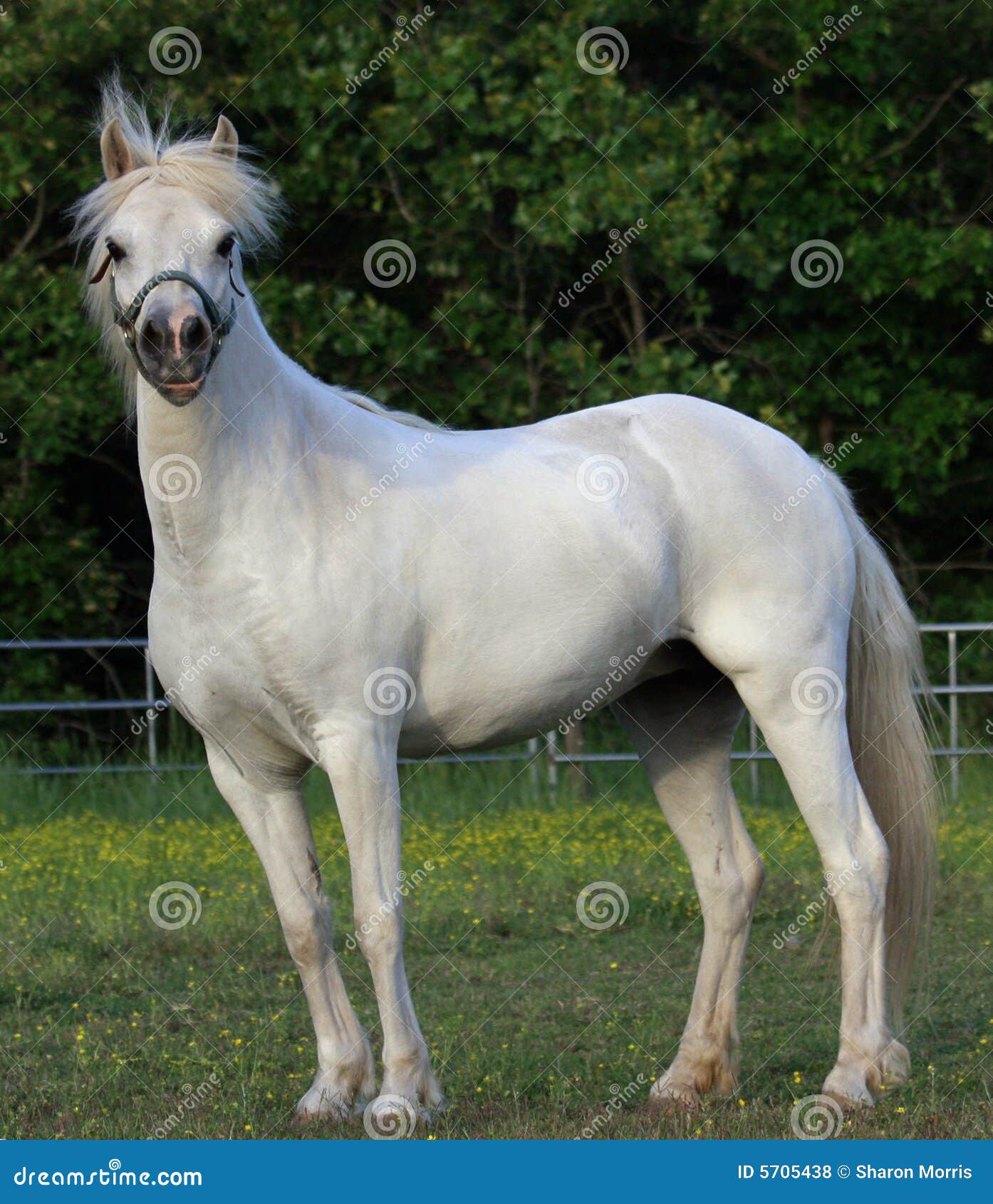 Poney gallois photo stock. Image du pâturage, rester, attention - 5705438