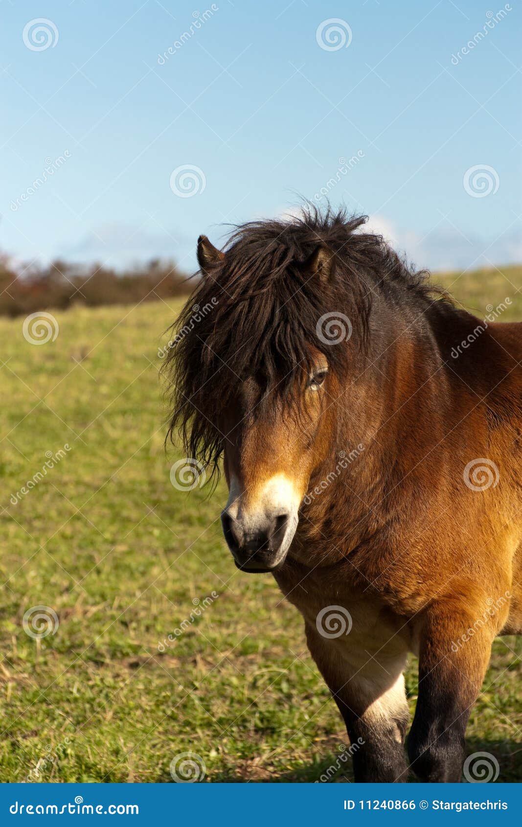 Poney mignon de cheval photo stock. Image du herbe, campagne - 11240866