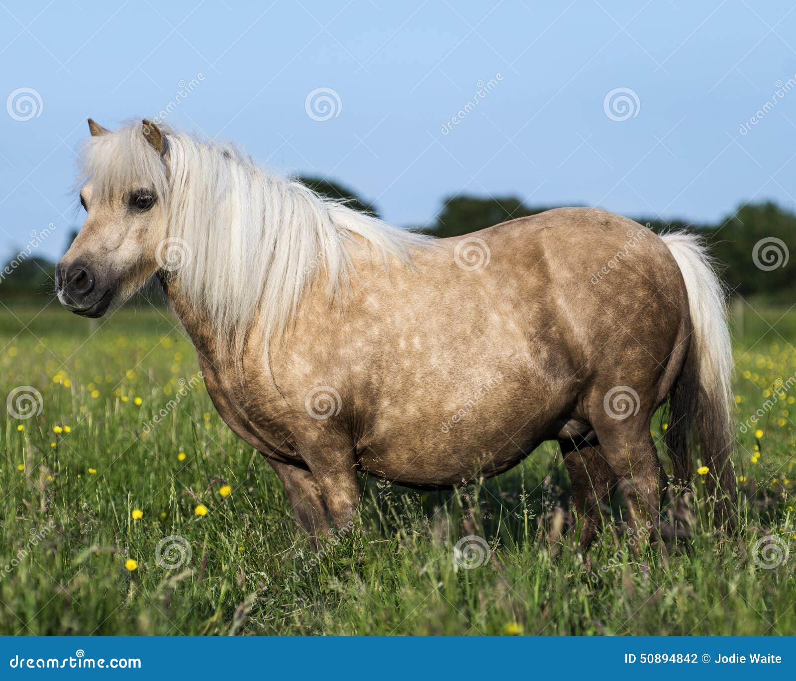 Poney Miniature De Palamino Shetland Photo stock - Image du ciel, été ...