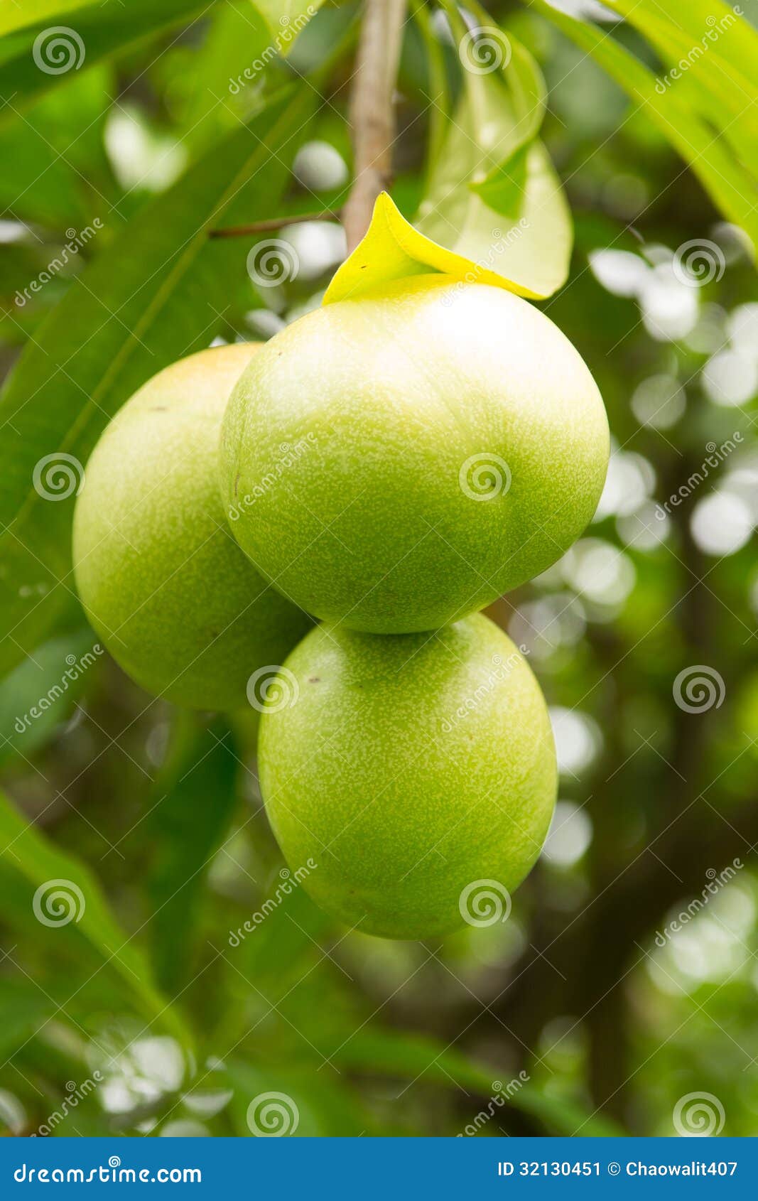 Pong Pong tree with fruit stock image. Image of cerbera - 32130451