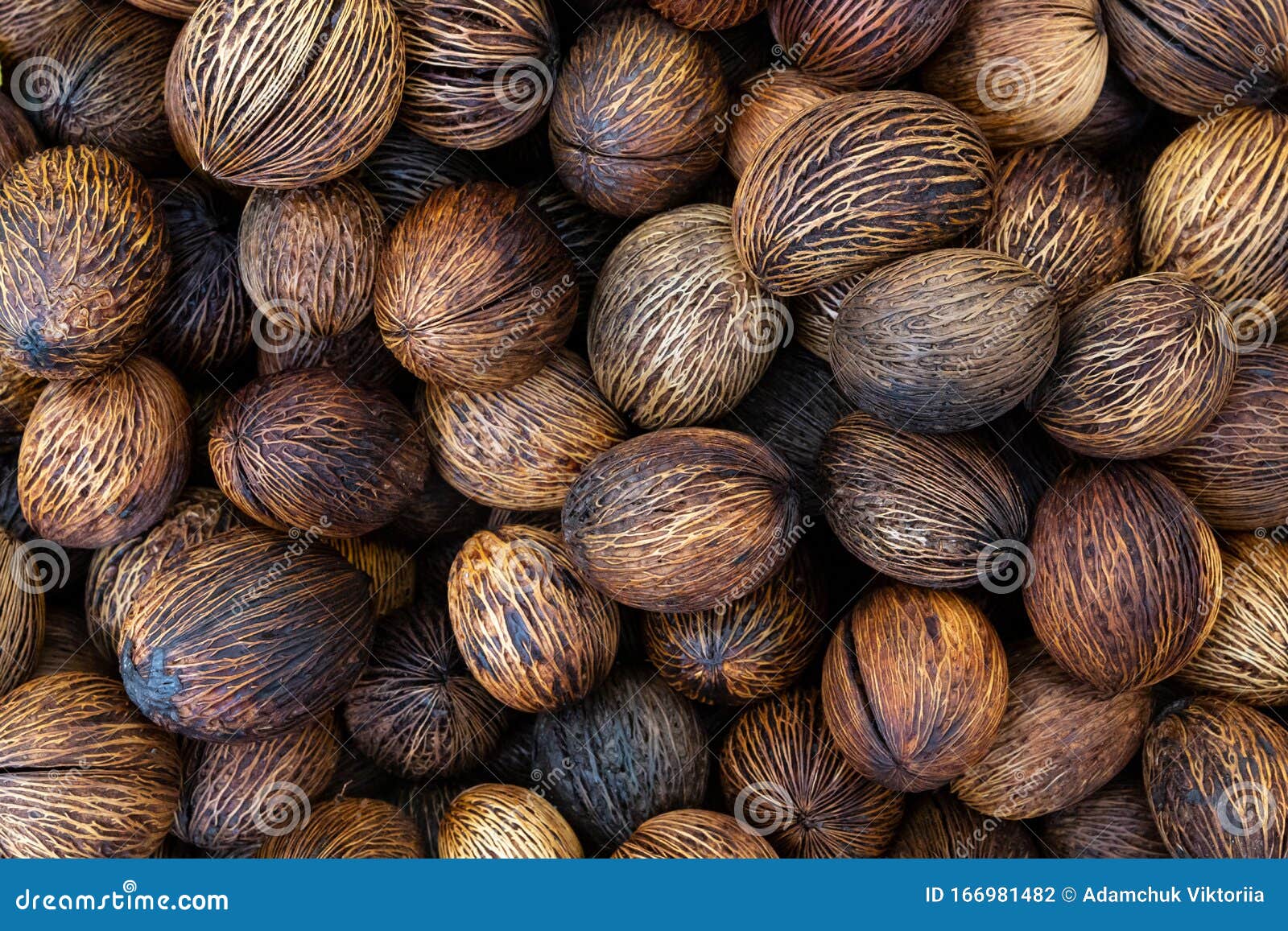 Pong Pong Tree Seeds Natural Background, Cerbera Odollam Seeds Texture ...