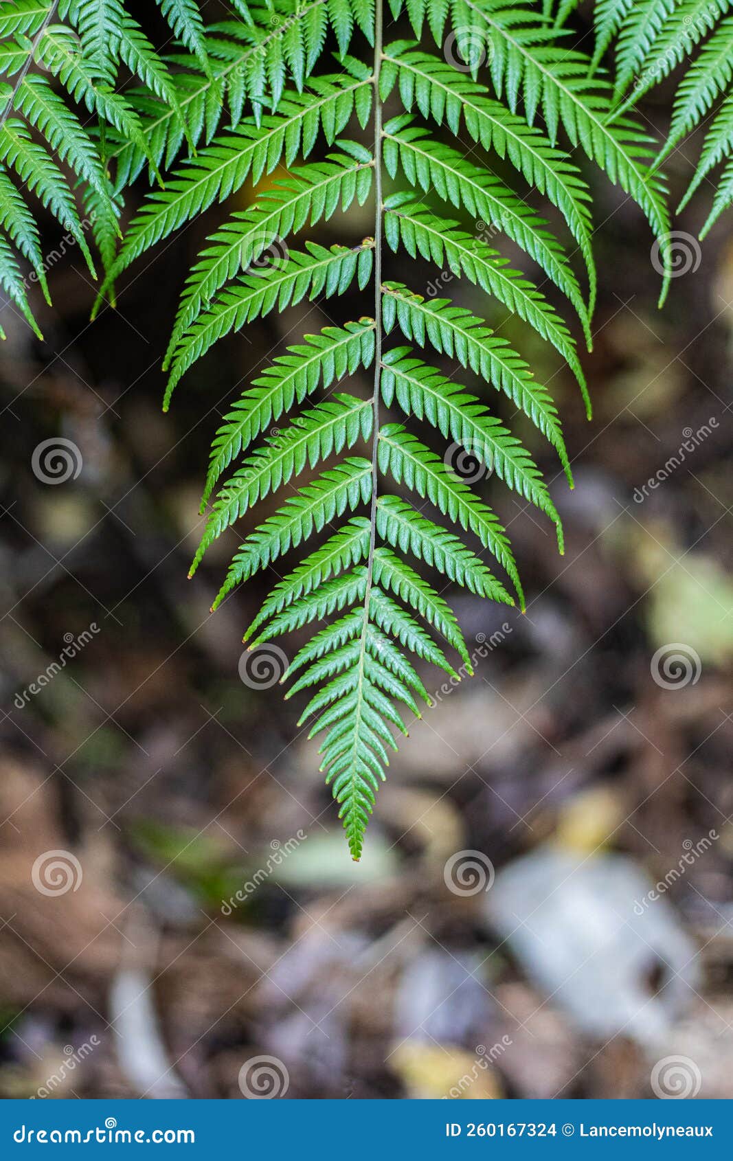 A Ponga Fern Frond Points Downward in Front of the Ground Stock Photo ...