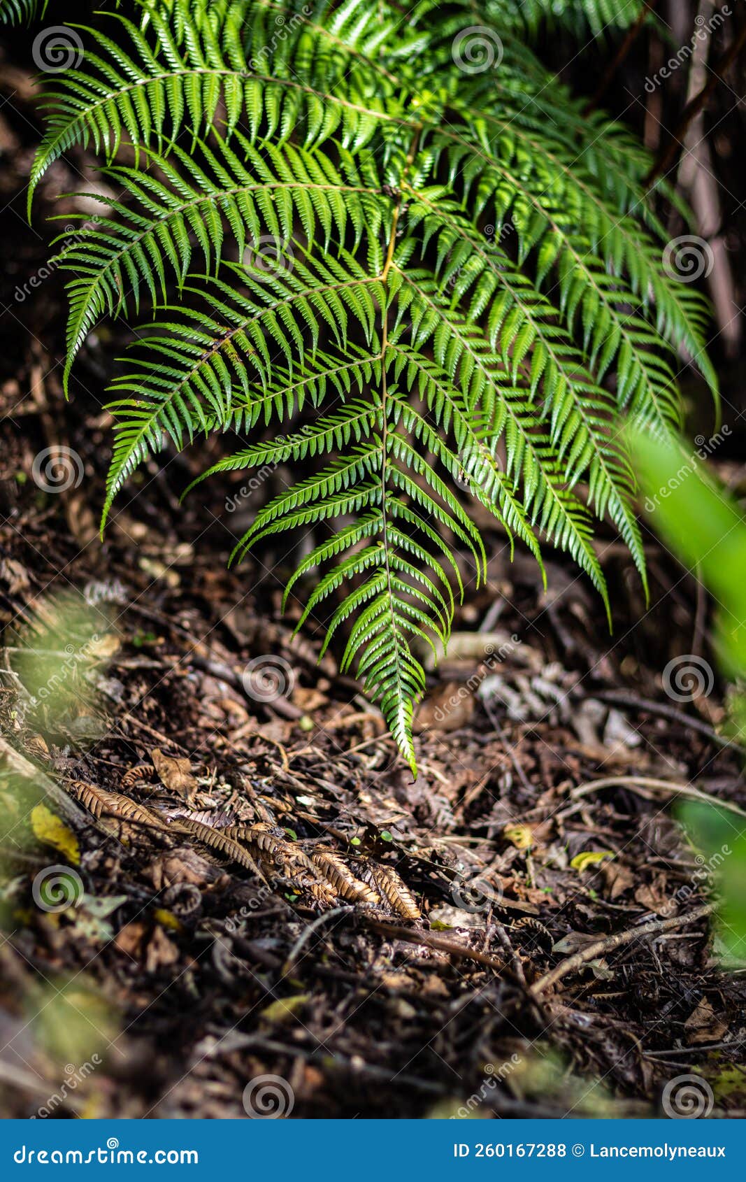 A Ponga Fern Frond Points Downward in Front of the Ground in the ...