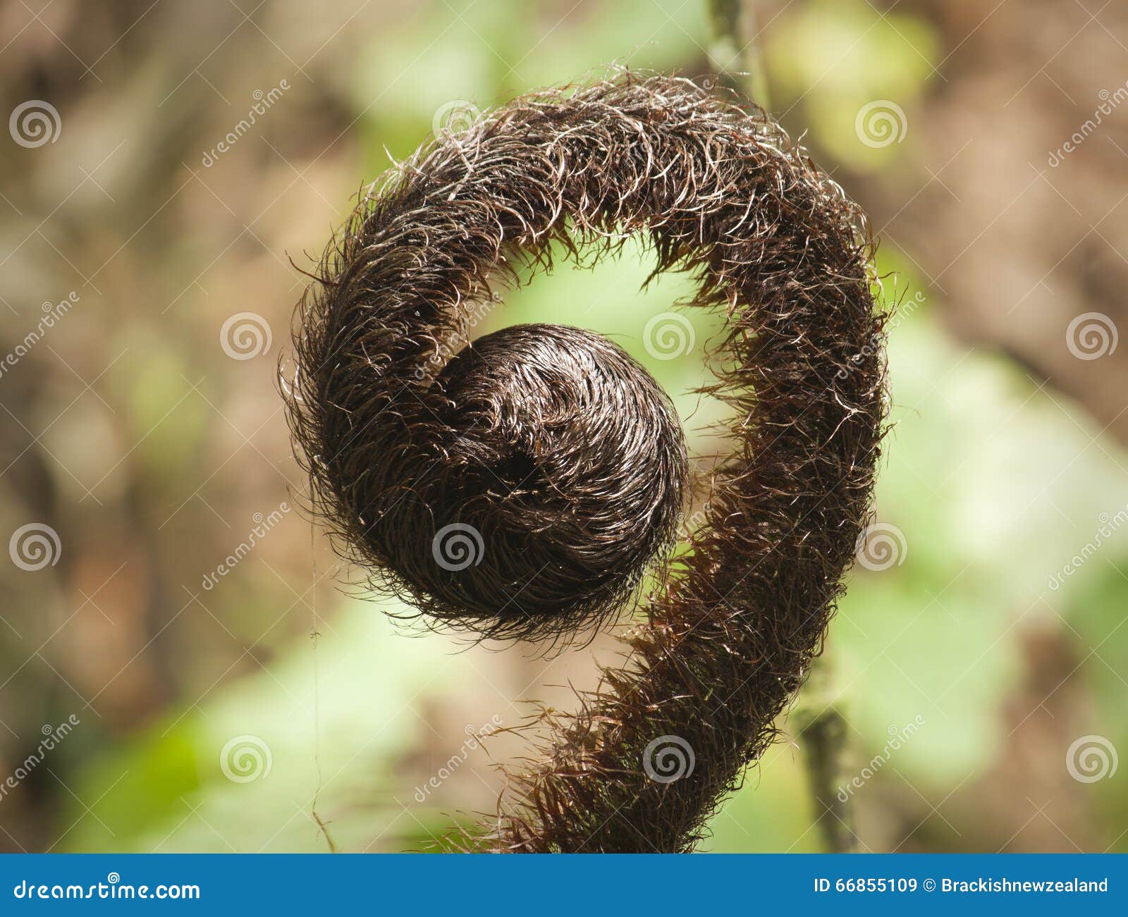 Ponga tree frond stock image. Image of spiral, forest - 66855109