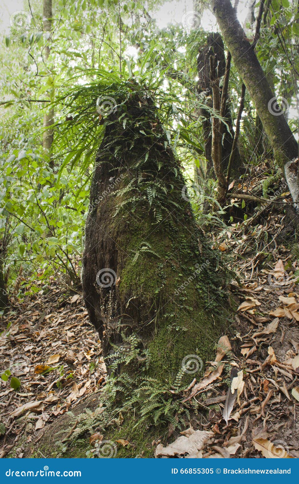 Ponga tree frond stock image. Image of ferns, nature - 66855305