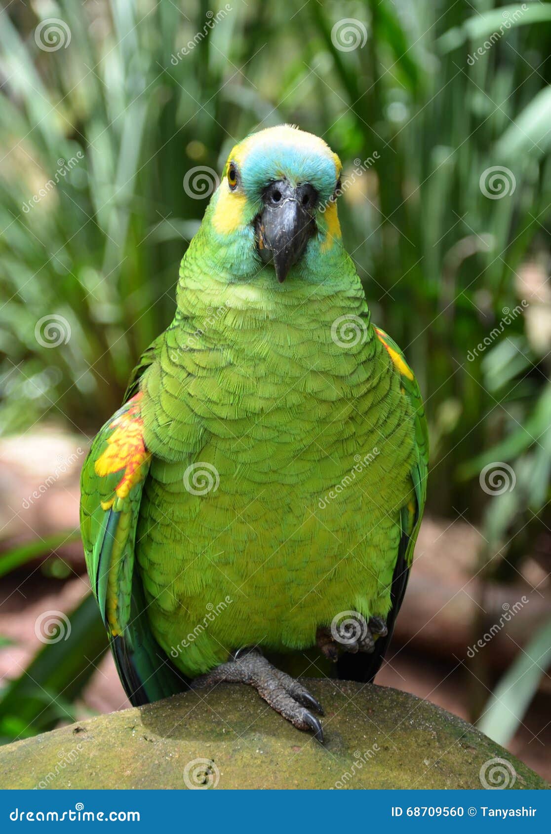 Ponga Verde El Loro Del Amazonas Foto de archivo - Imagen de pluma ...