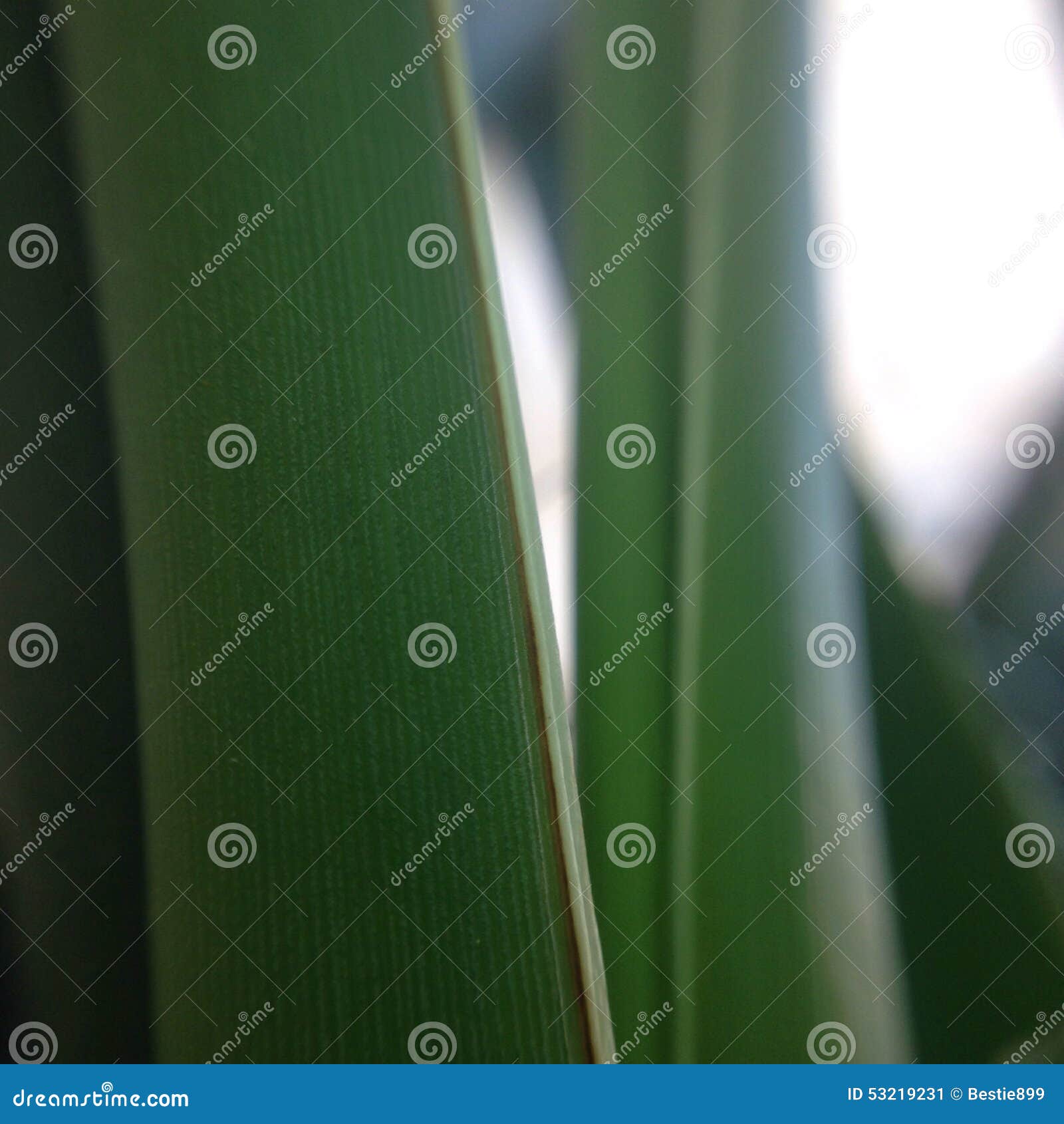 Ponga verde el tallo imagen de archivo. Imagen de verde - 53219231