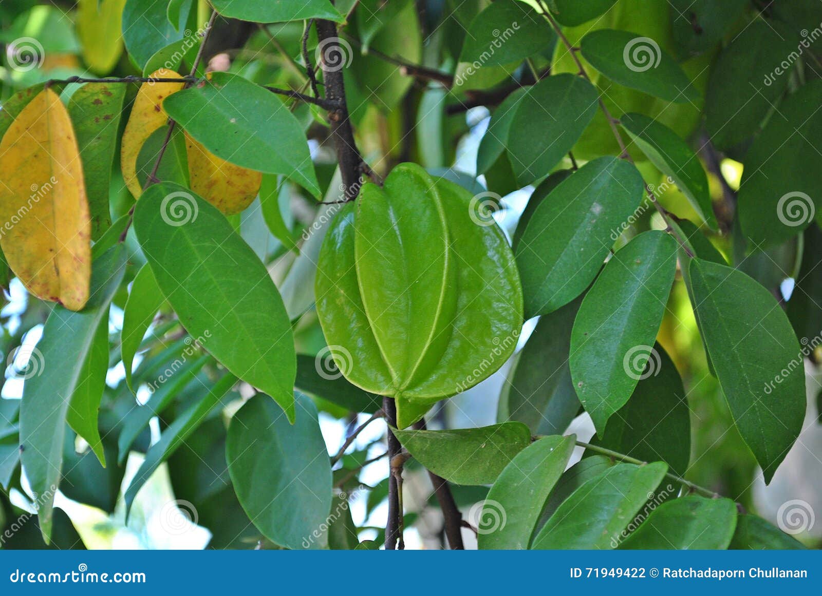 Ponga Verde La Fruta De Estrella Foto de archivo - Imagen de hoja ...
