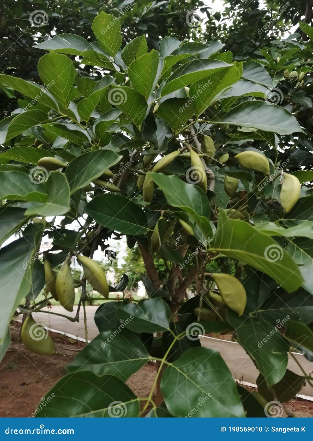 Pongamia Pinnata is a Multipurpose Tree, it is a Bio Diesel Plant Stock ...
