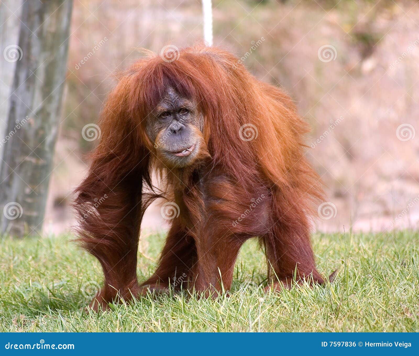 Pongo pygmaeus stock photo. Image of portugal, monkey - 7597836