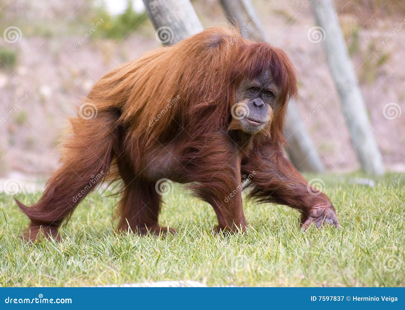 Pongo pygmaeus stock image. Image of utan, nature, pygmaeus - 7597837