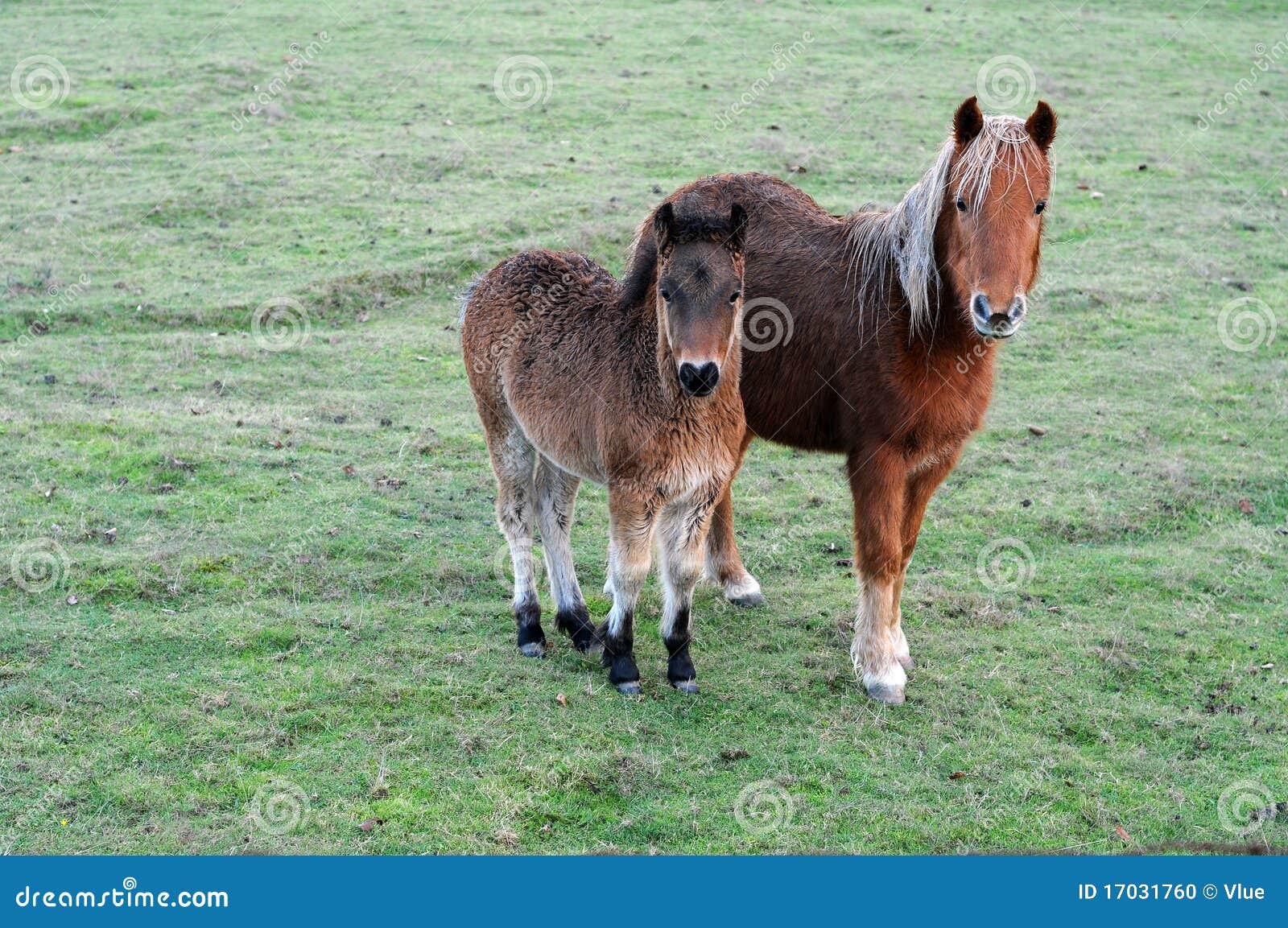 Ponies stock photo. Image of grass, harmony, body, landscape - 17031760