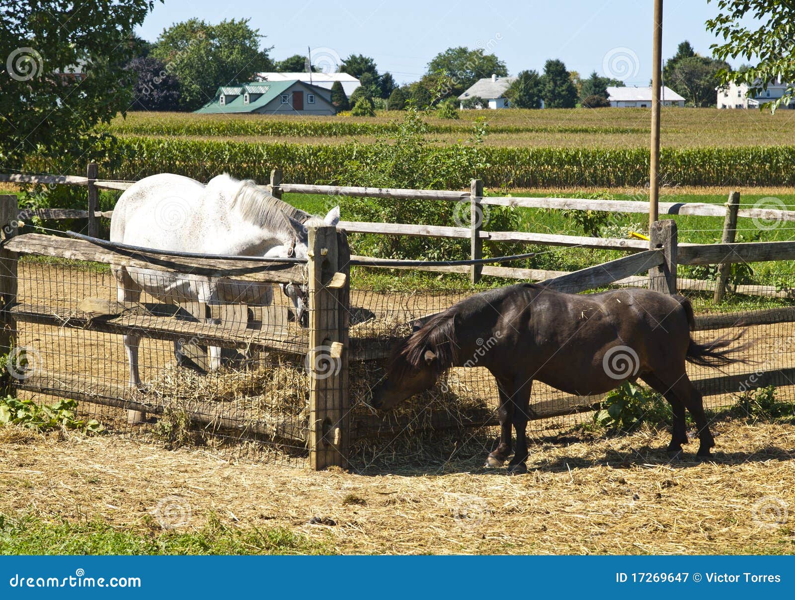 Ponies in an Amish Farm stock image. Image of corn, tradition - 17269647