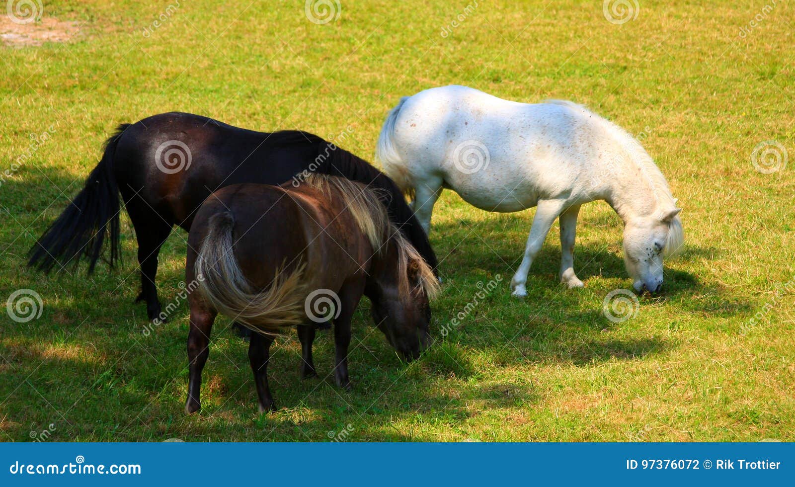 Ponies eating grass stock photo. Image of grass, horse - 97376072