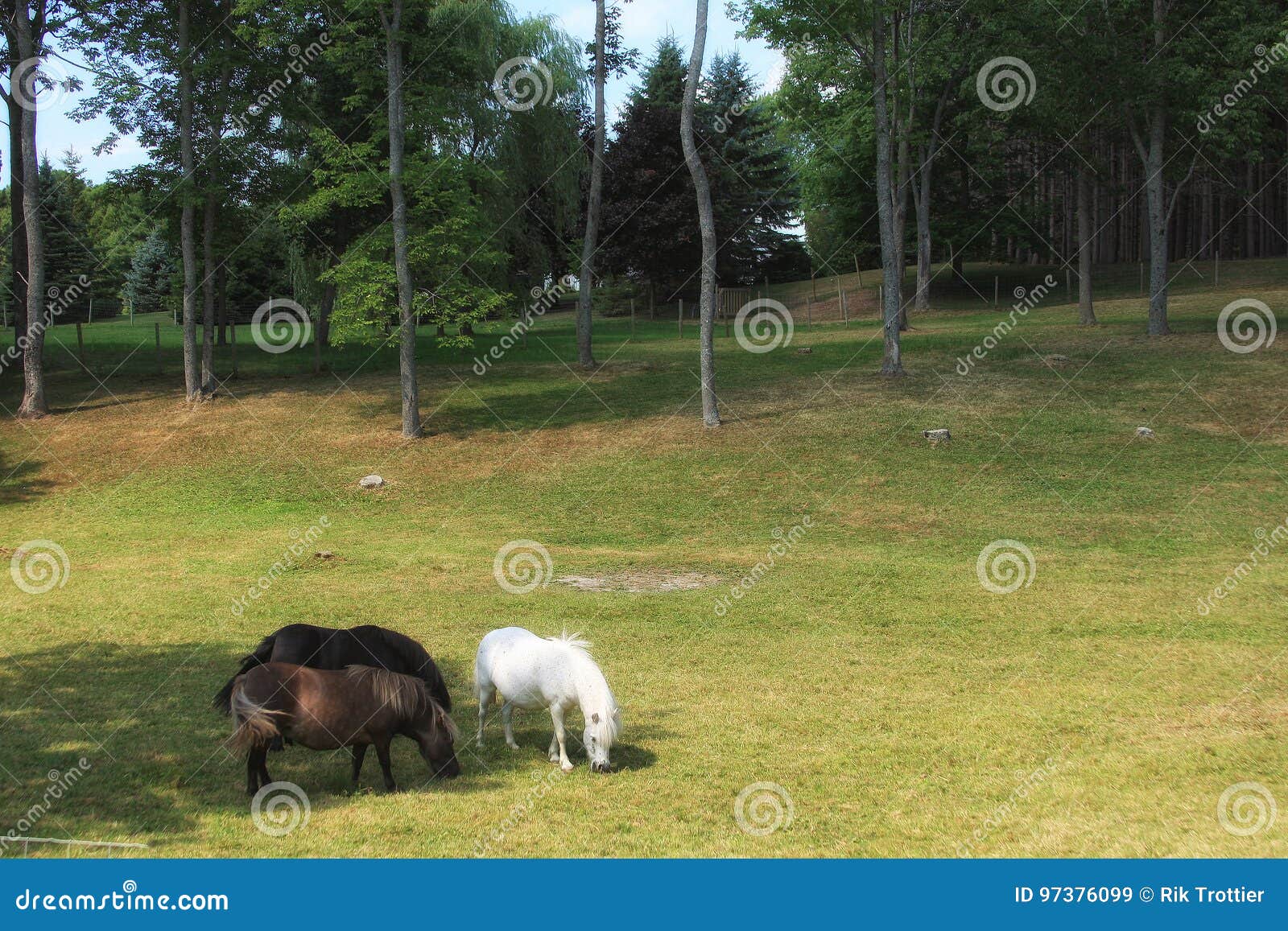 Ponies eating grass stock image. Image of black, brown - 97376099