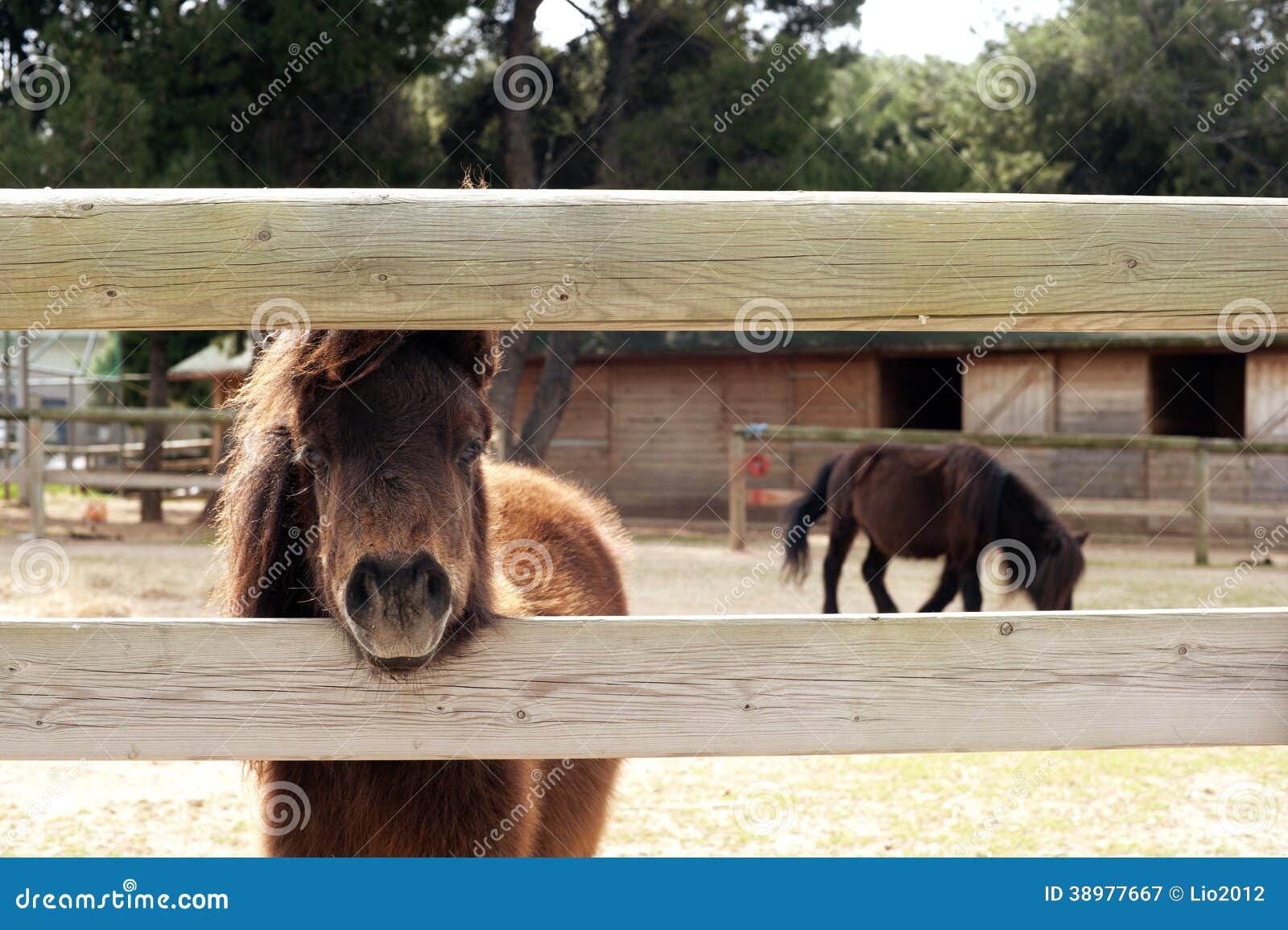 Ponies at a farm stock image. Image of looking, outdoor - 38977667